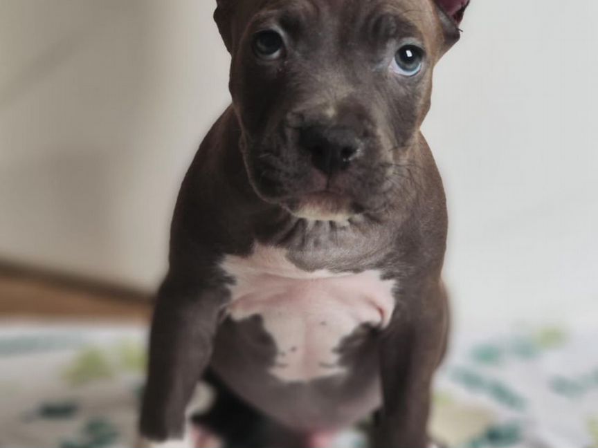 Американский стаффордширский терьер щенки