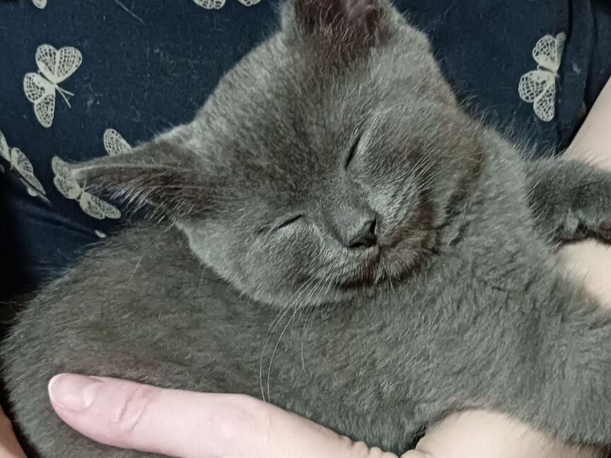 Британская