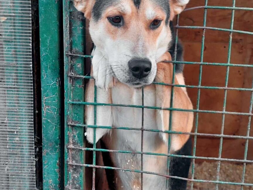 Патрик из приюта подарит Любовь в самое сердечко