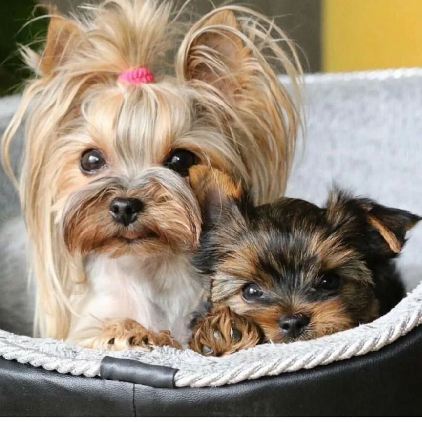Йоркширский терьер мини беби фейс щенки
