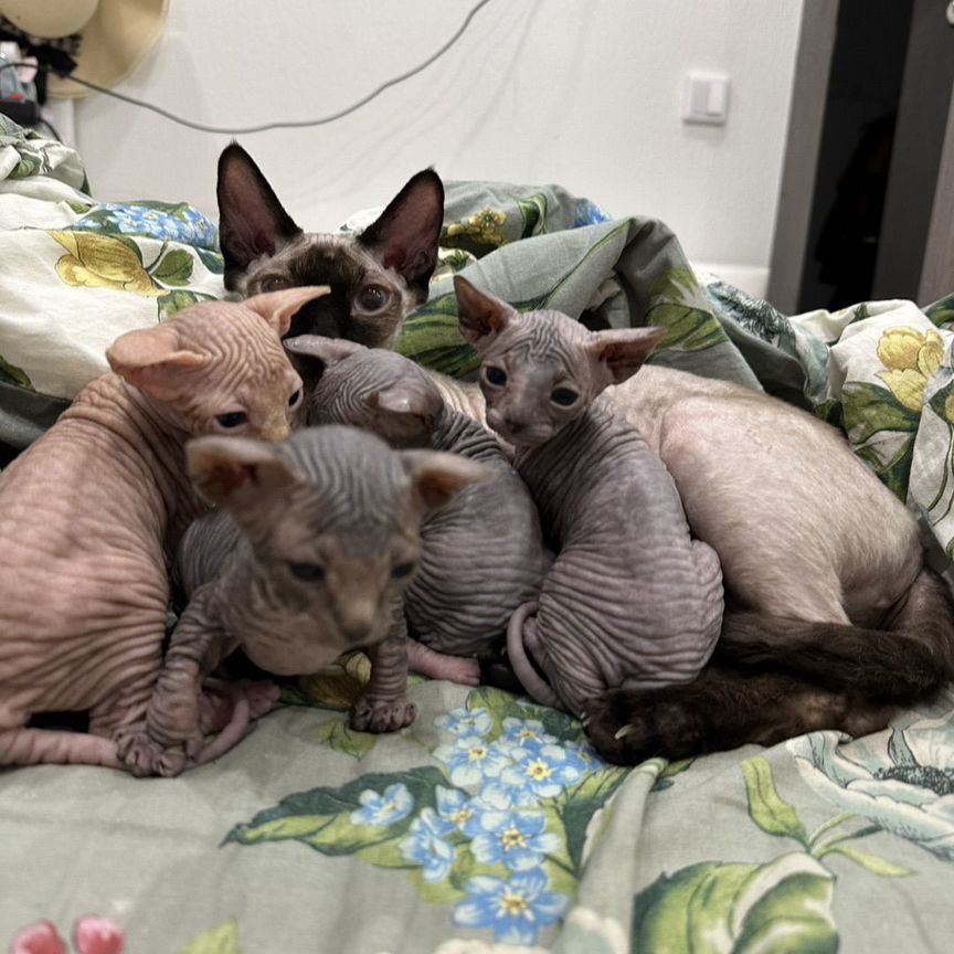 Канадский сфинкс