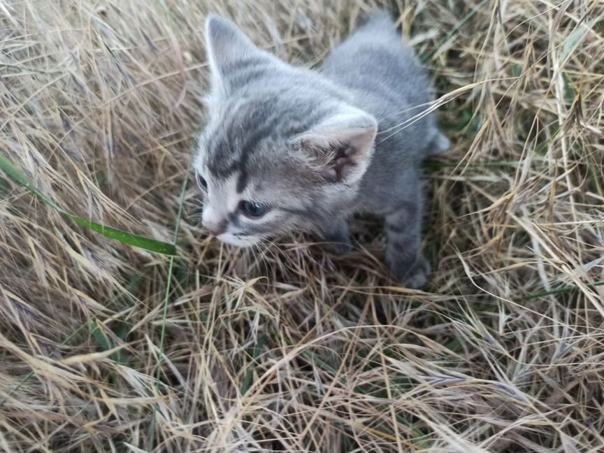Одам котëнка в добрые руки