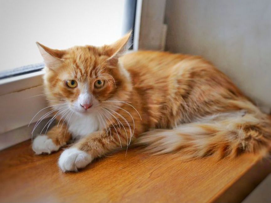 Лёва добрым людям