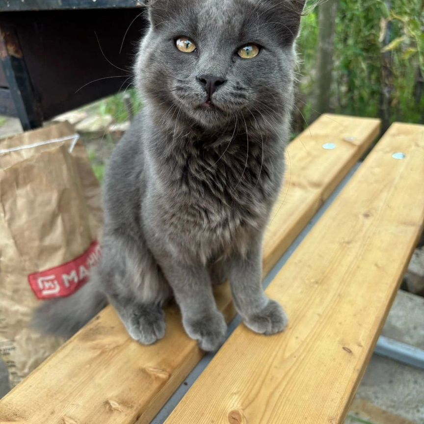 Котик Пеппи в добрые руки бесплатно