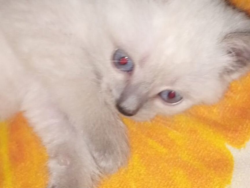Котëнок сиамский