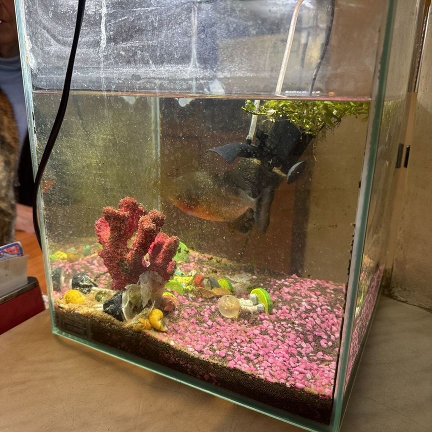 Аквариум с рыбками бесплатно