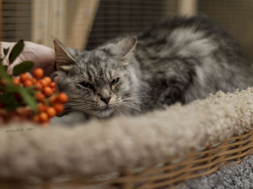 Капитолина, кошечка с характером