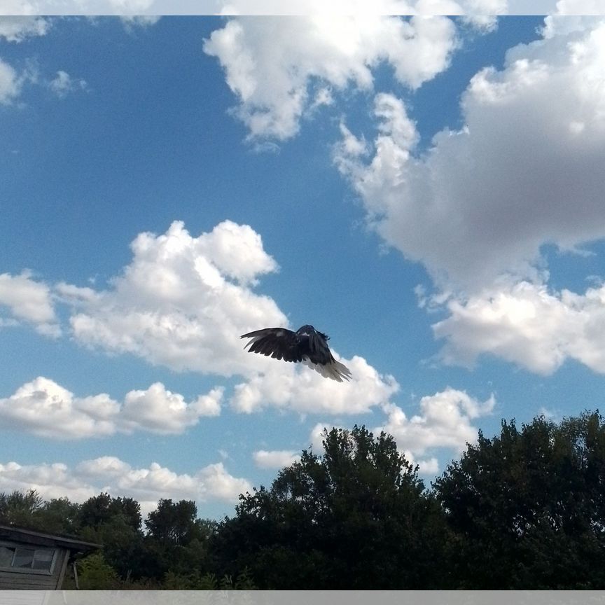 Голуби серпастые