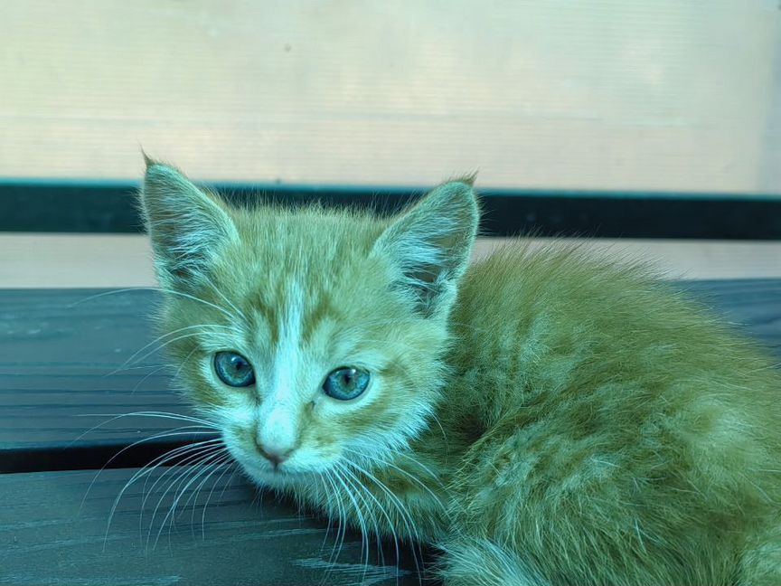 Отдам котенка в хорошие руки