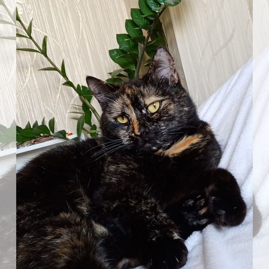 Кошечка в добрые руки
