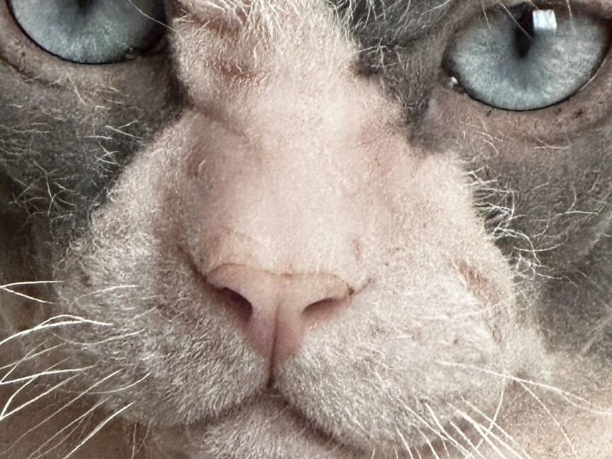 Кот на вязку сфинкс бамбино