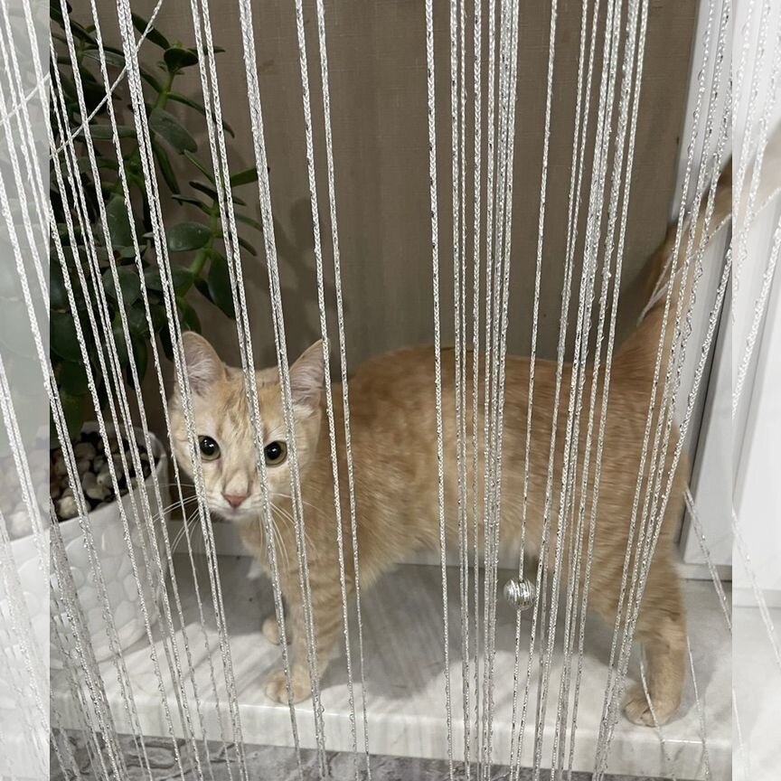 Бесплатно кошку