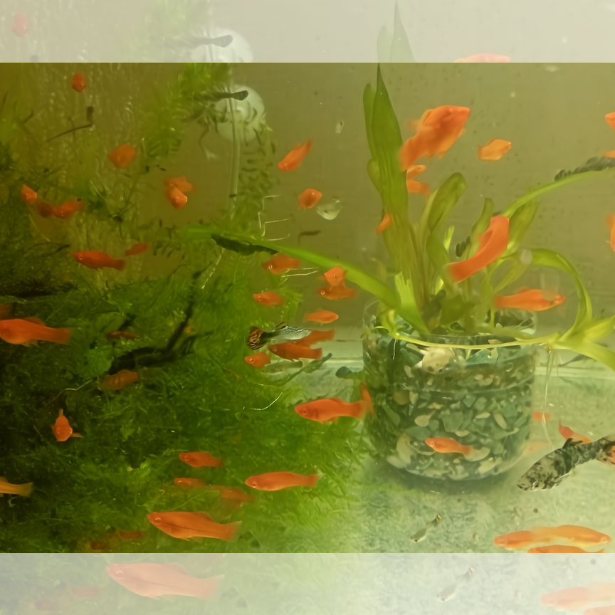 Меченосцы рубин,молинезии,еллоу,велифера черная