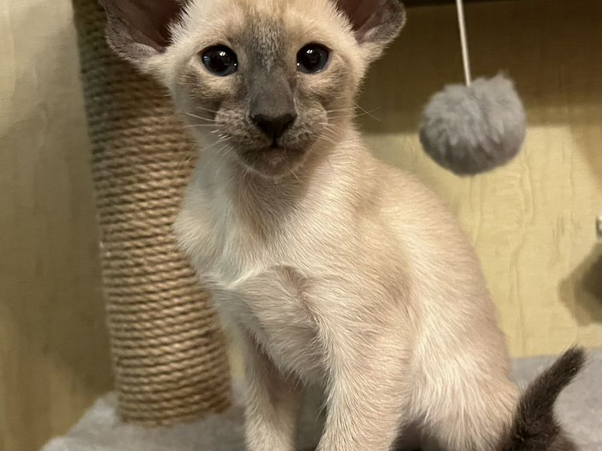 Ориентальные котята