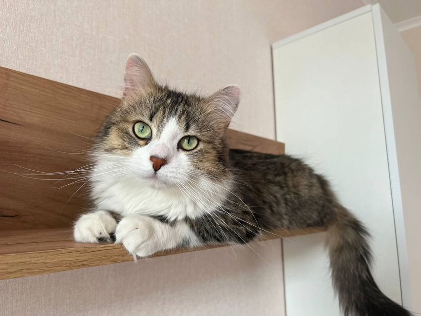 Кошка Ласка ищет семью