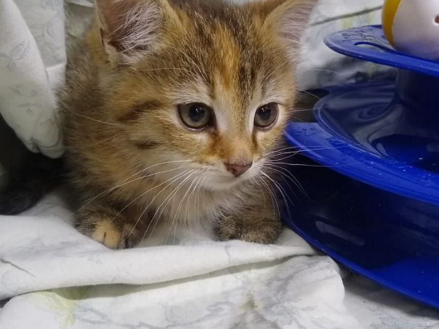 Котенок
