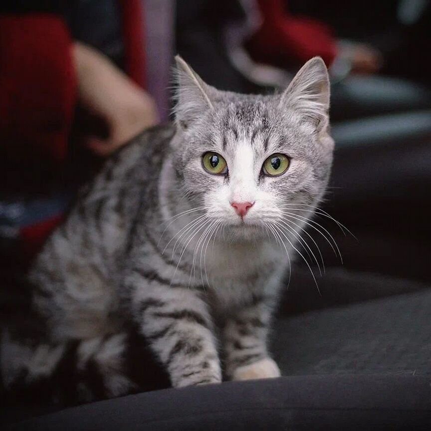 Милый котик