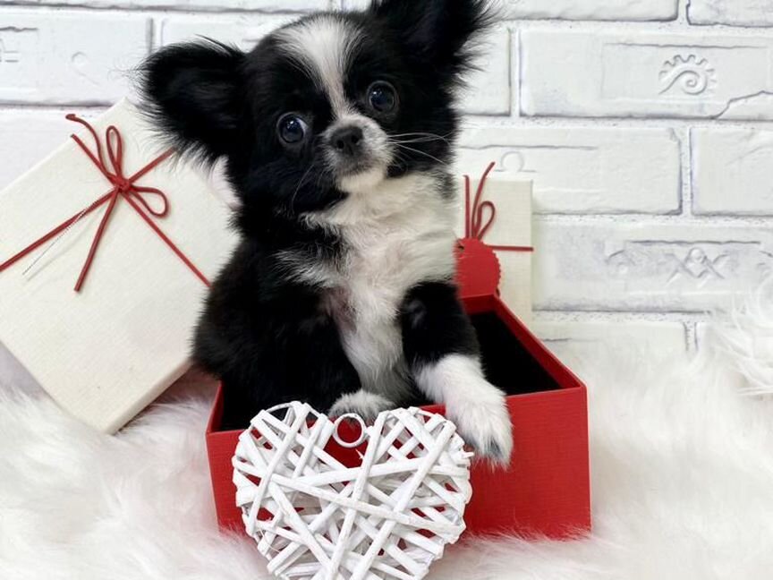 Мини чихуахуа малыш нереальной красоты