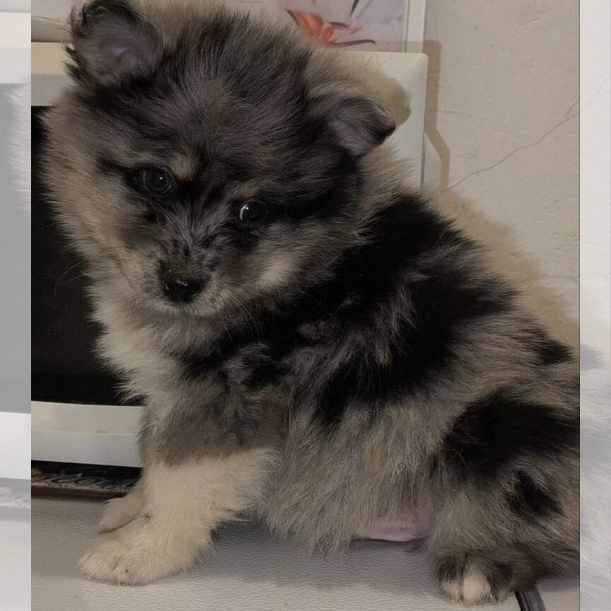 Помски, щенок