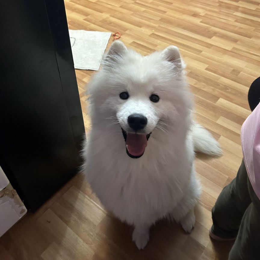 Самоедская собака, щенок