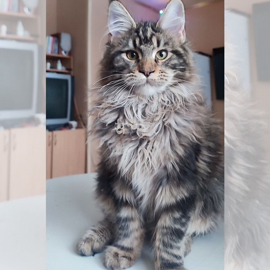 Мейн-кун котёнок