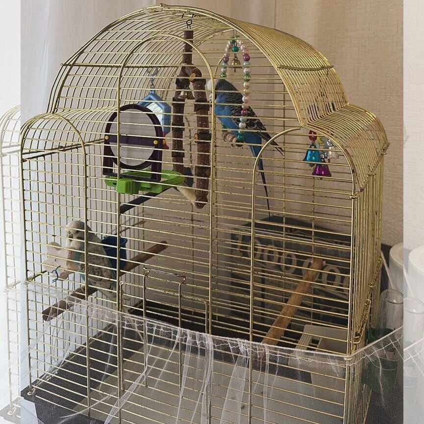 Волнистый попугай