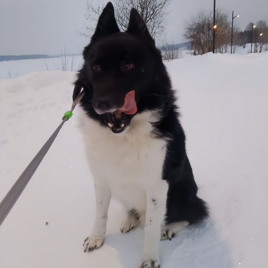 Русско-европейская лайка, взрослый пёс