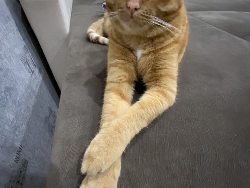 Кот