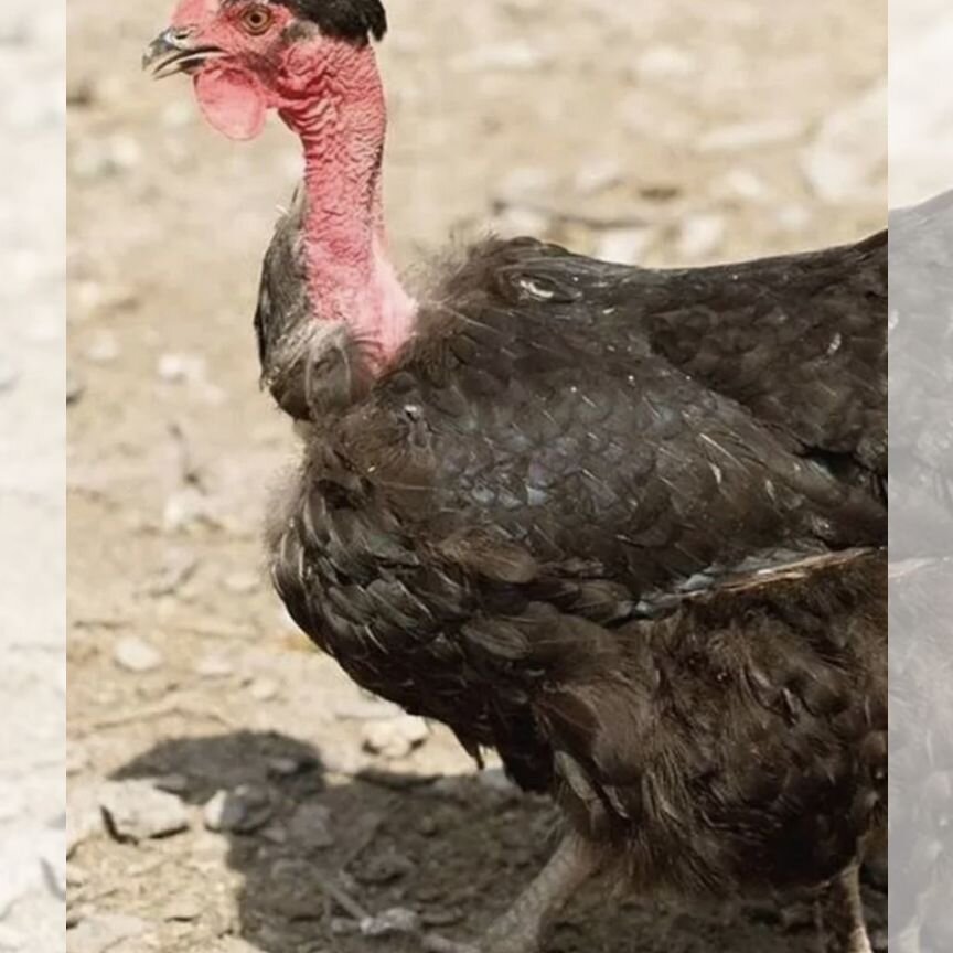 Куры домашние