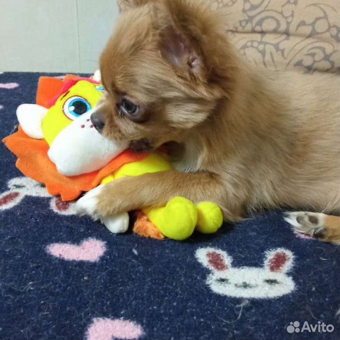 Щенок чихуахуа девочка дш
