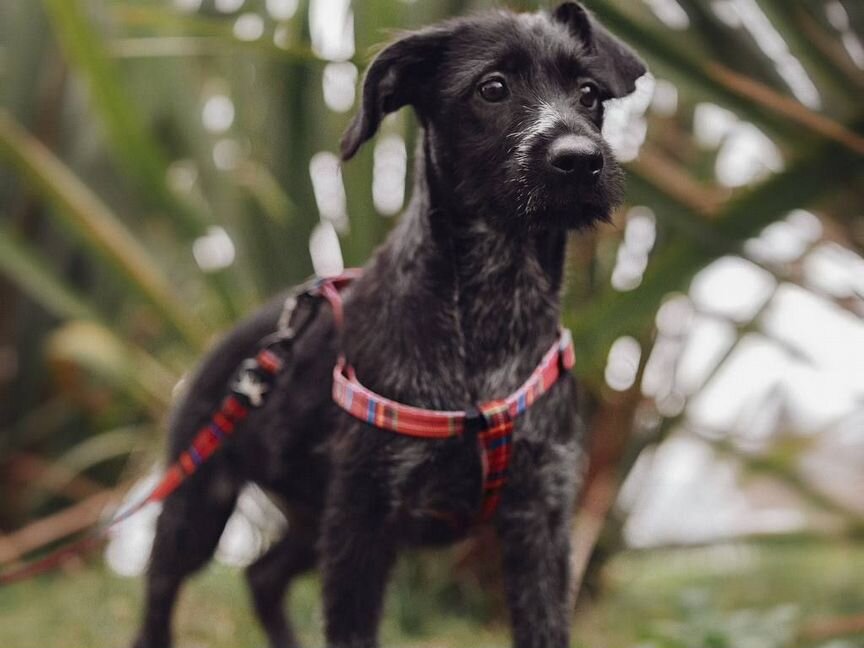 Щеночек в добрые руки