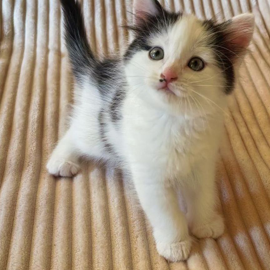 Котёнок в добрые руки