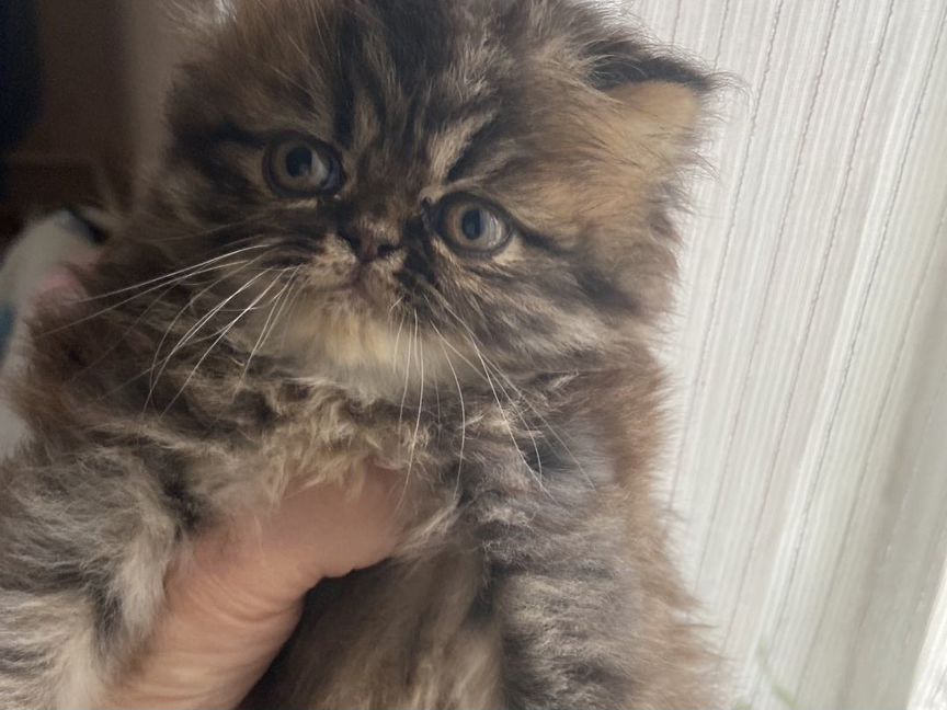 Персидский котенок, кошечка