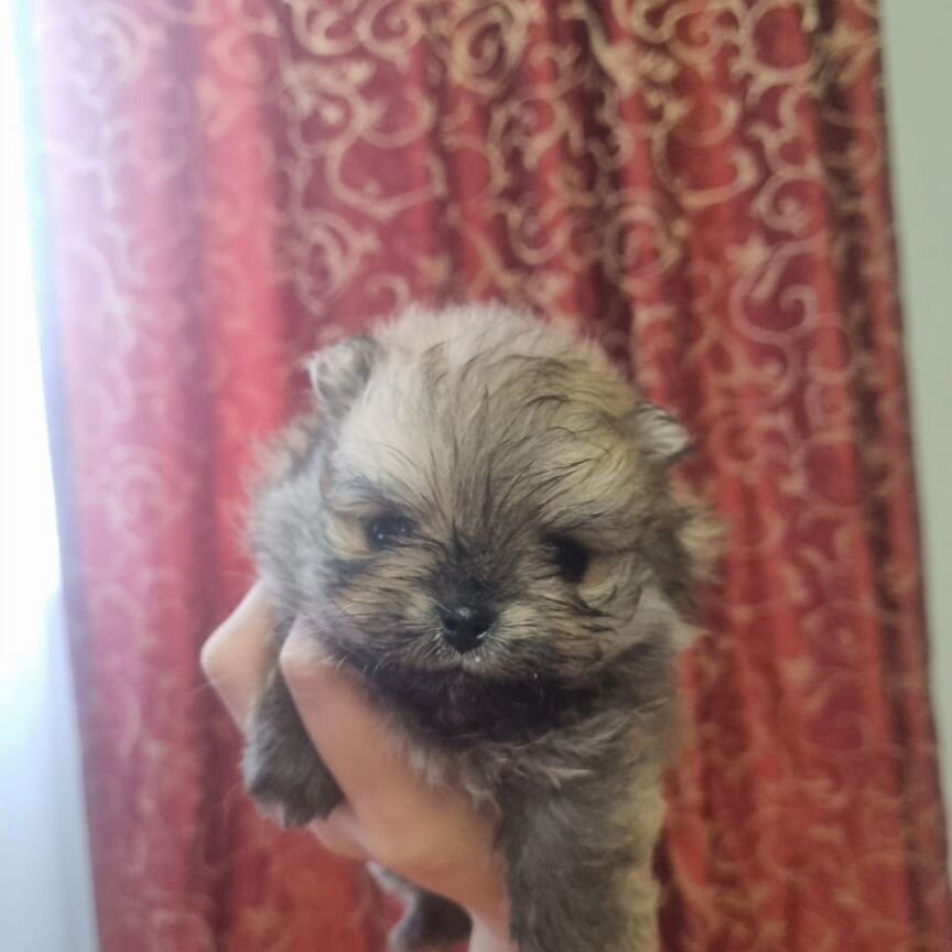 Мимимишки щенята шпицы