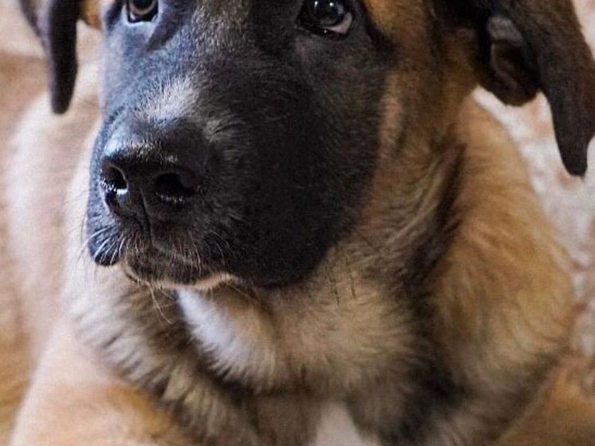 Отличный щенок Бумер, будет крупным