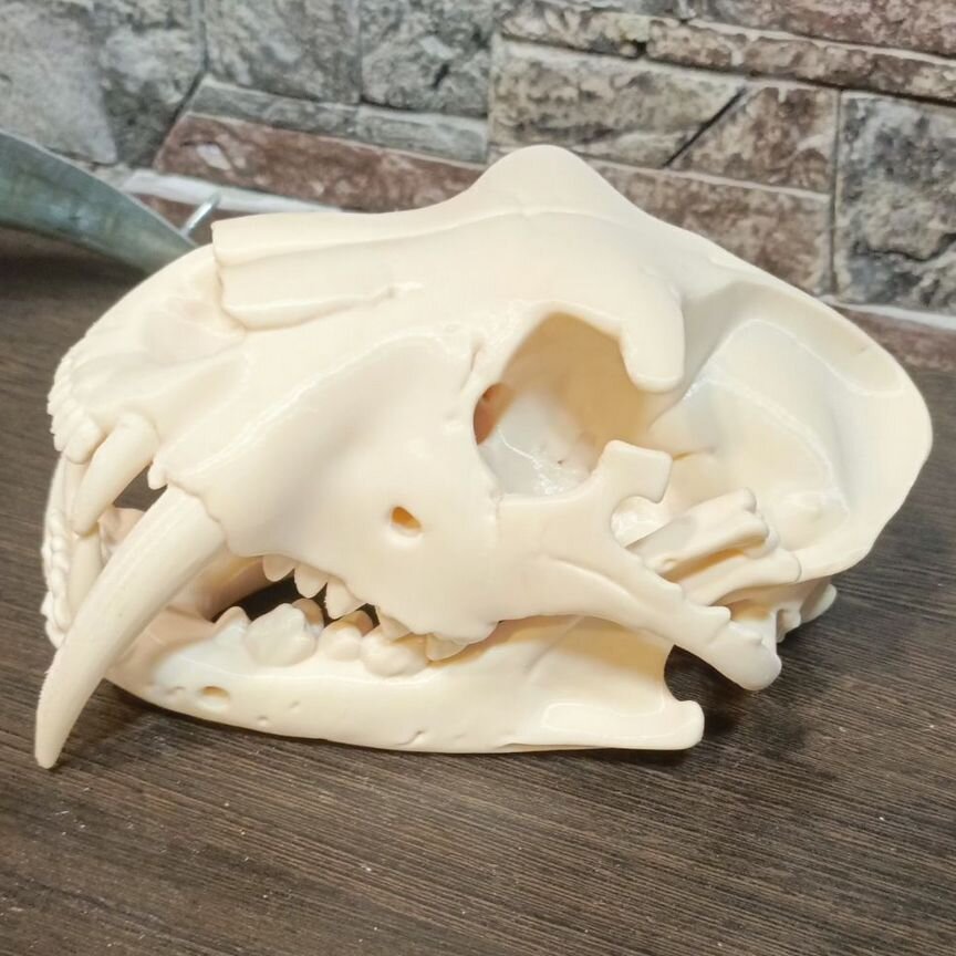 Череп саблезубый тигр, динозавр (пластик)