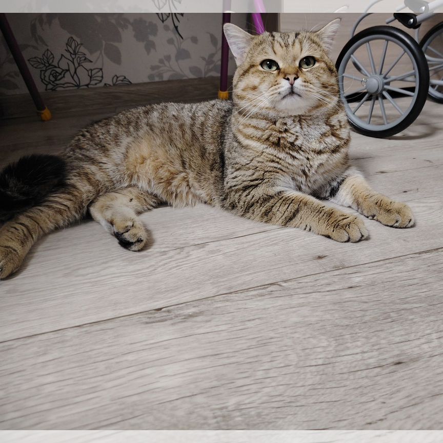 Британский короткошёрстный кот, взрослый