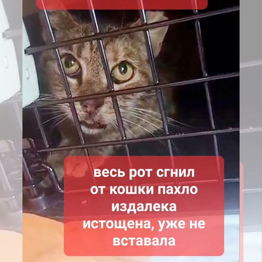 Взрослая, кошка в добрые руки