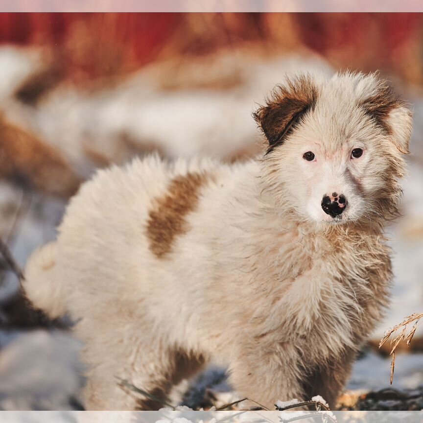 Щенок в добрые руки