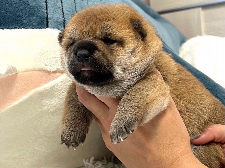 Великолепная девочка сиба ину