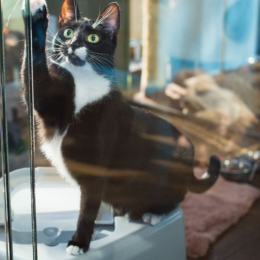 Котенок Клякса ждет вас