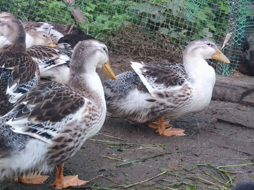 Утята Сильвер Эпплиярд, Руанские утята