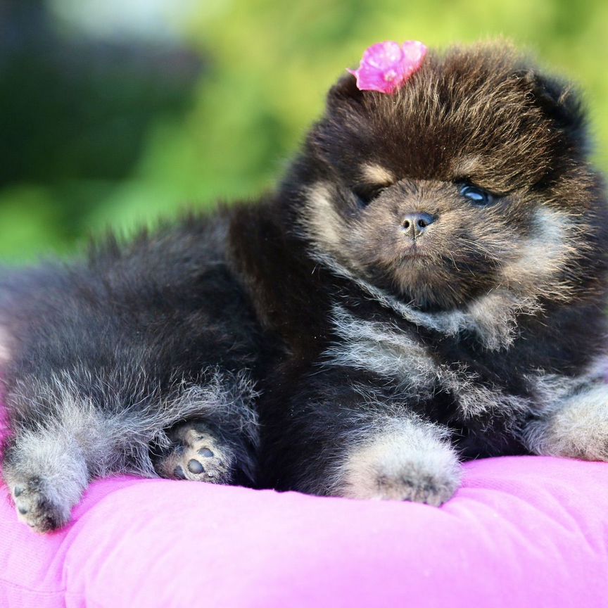 Малыш Индиго