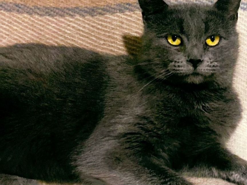 Котята русская голубая