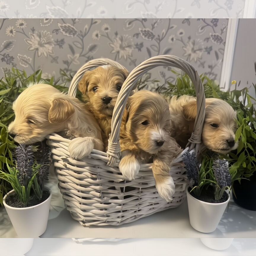 Мальтипу, щенок