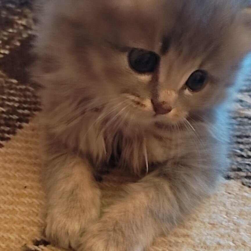 Котята отдам в добрые руки