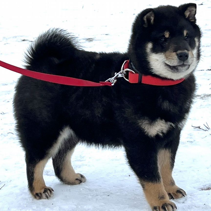 Шикарный сиба мальчик из питомника