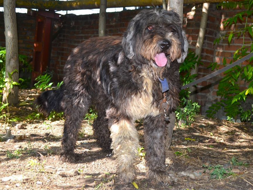 Ризеншнауцер в дар