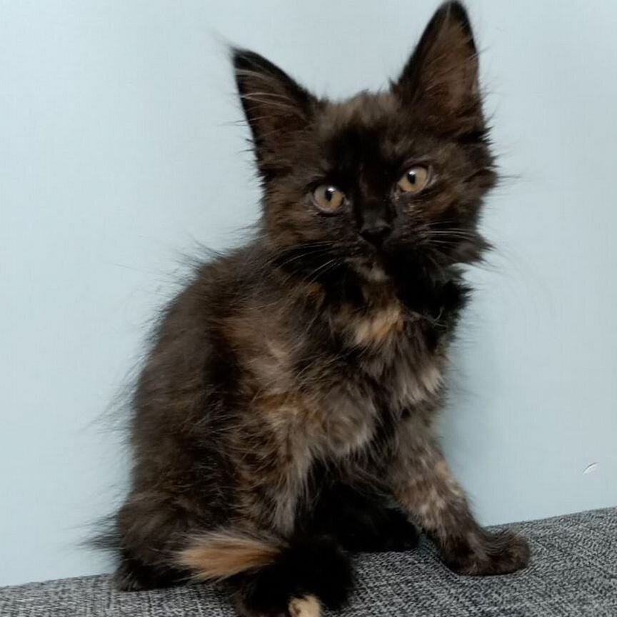 Сибирский котёнок