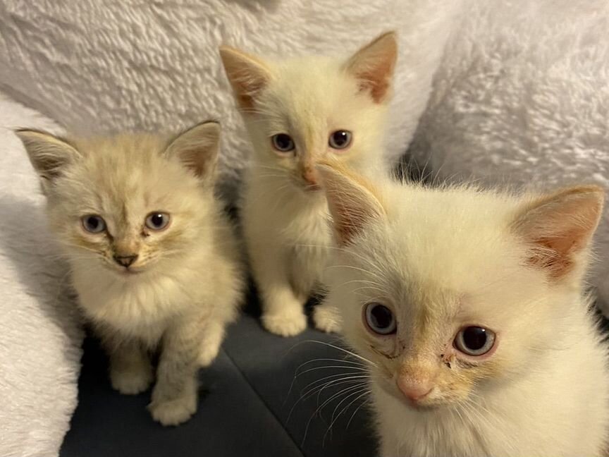 Кошка
